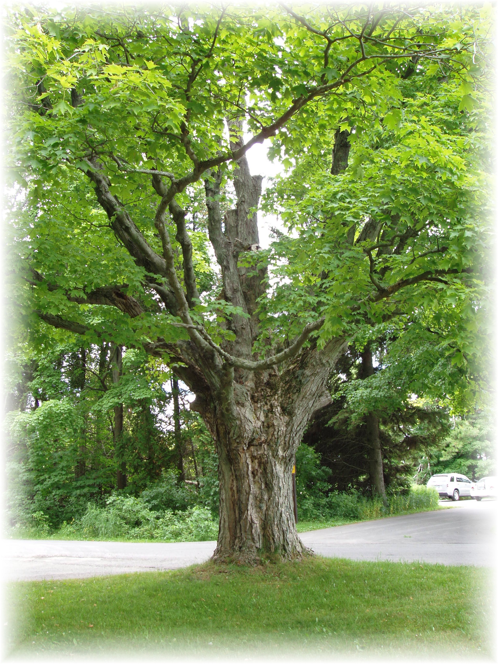 Ruth’s Tree ~ Or Bulls-eye Wilson, Fact Or Fiction | Cherie Lynn's Herstory