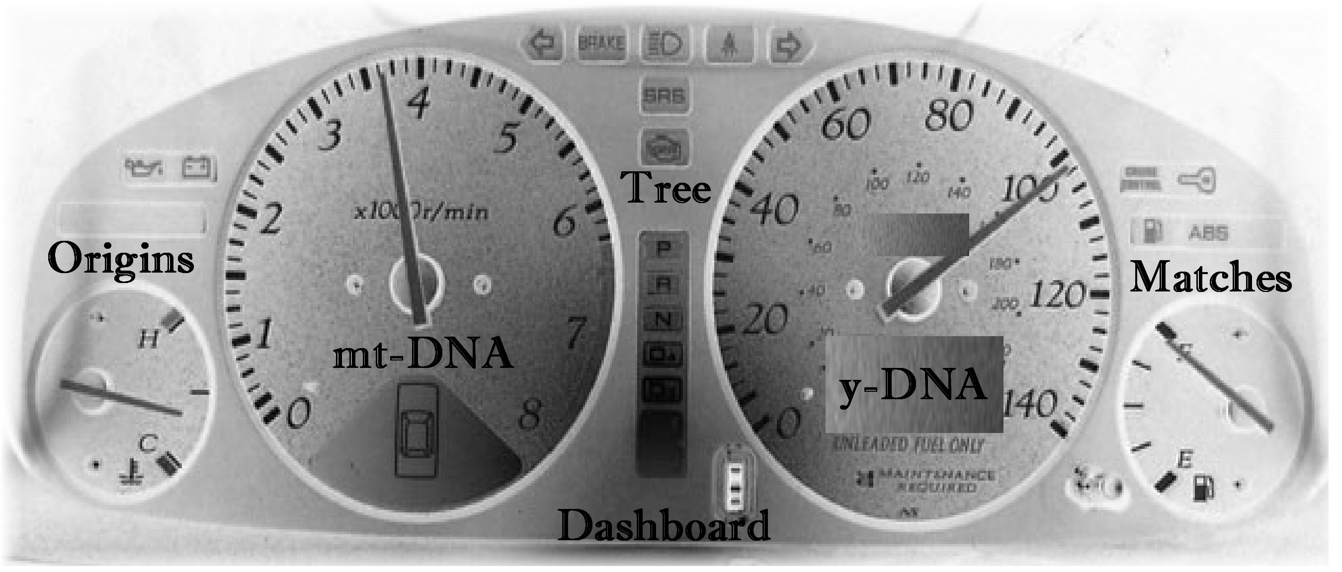 ftDNA Has A New Dashboard ~ Its Great! Keep The Bifocals Handy ...